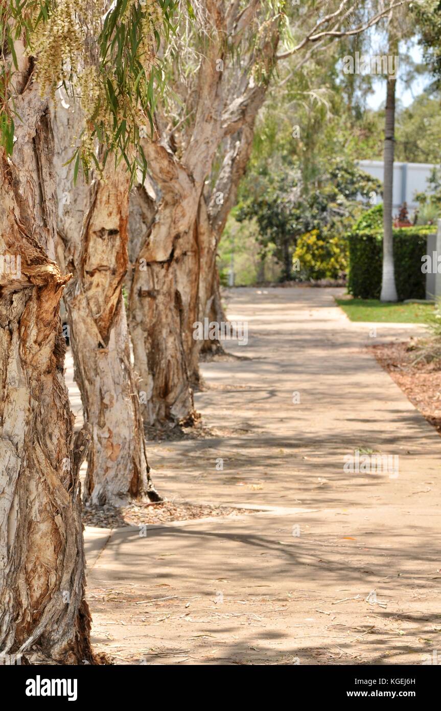 A row of broad-leaved paperbark (Melaleuca quinquenervia) along a path ...