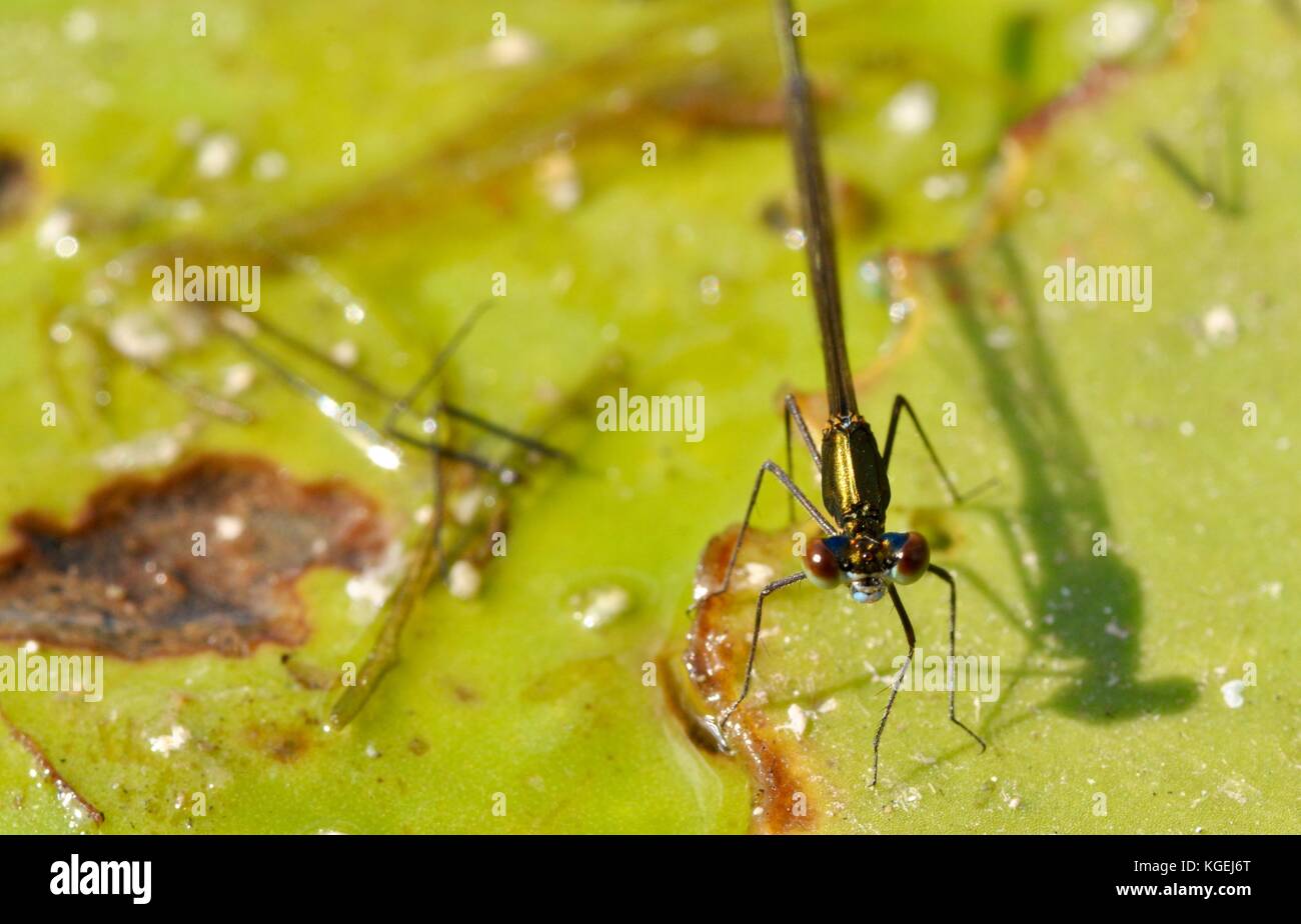 Mayfly eyes macro hi-res stock photography and images - Alamy