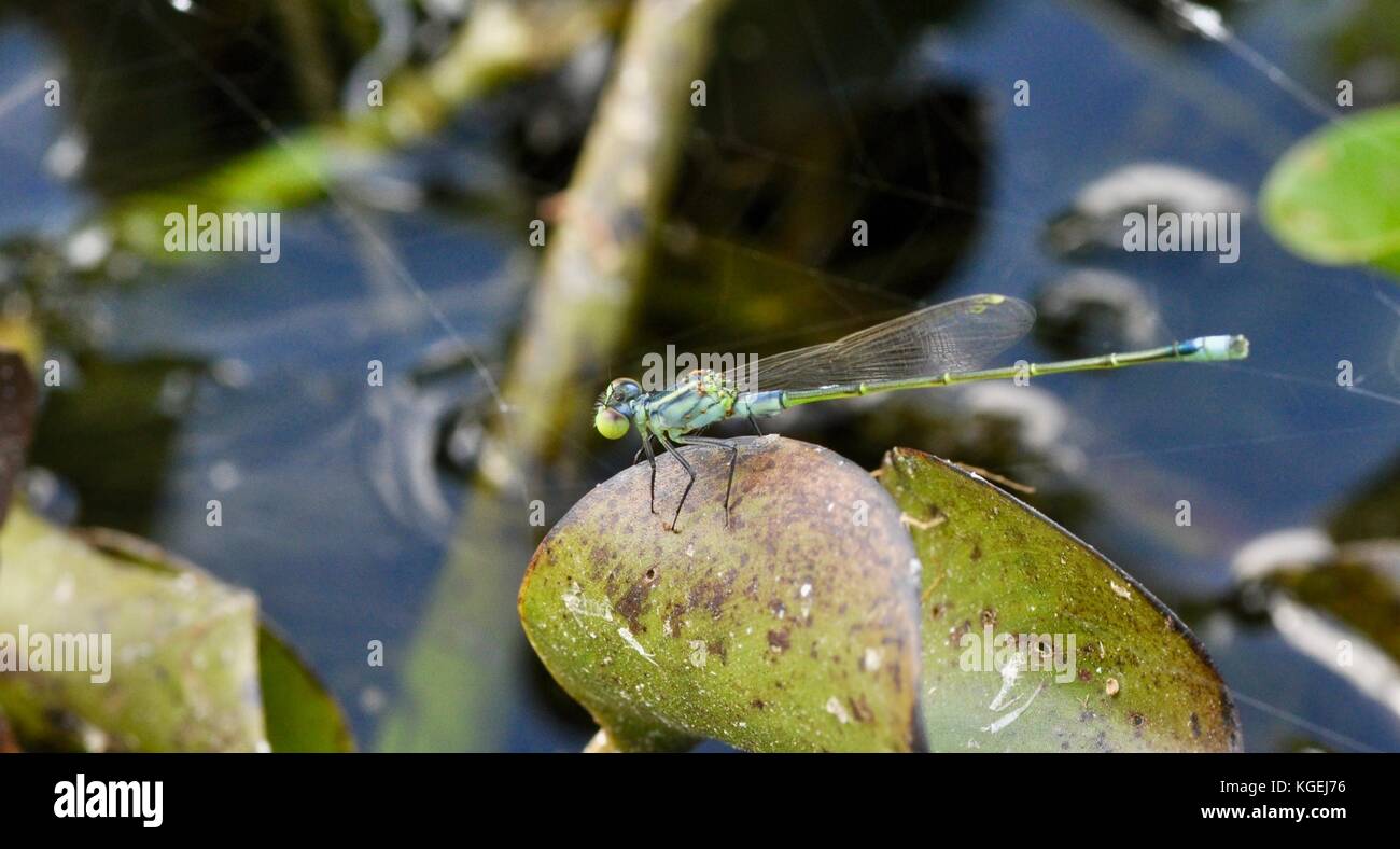 Mayfly sitting on aquatic vegetation in Ross River, Townsville ...