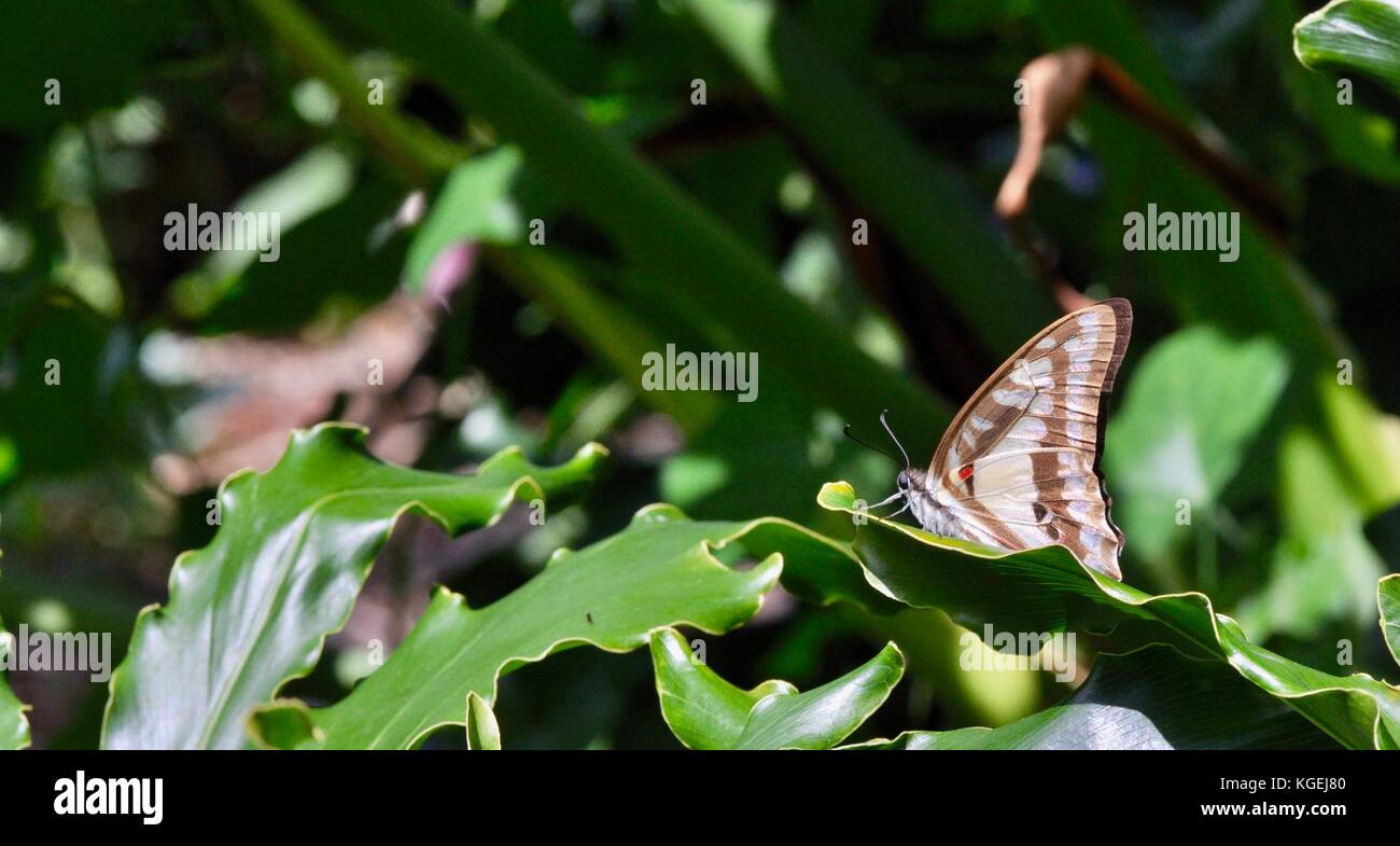Pale Triangle Butterfly, subspecies lycaon (Graphium eurypylus ...