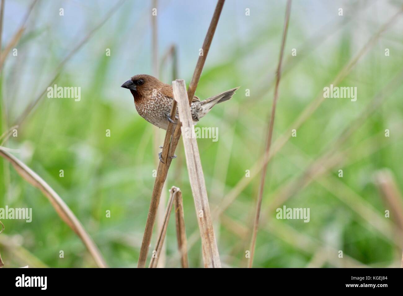 Nutmeg mannikin finch (Lonchura punctulata) an introduced species, Ross ...