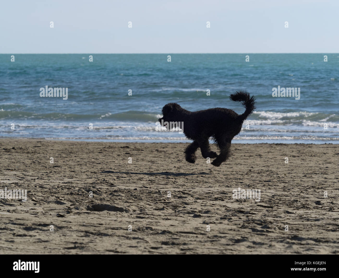 Standard Poodle Agility High Resolution Stock Photography and Images ...
