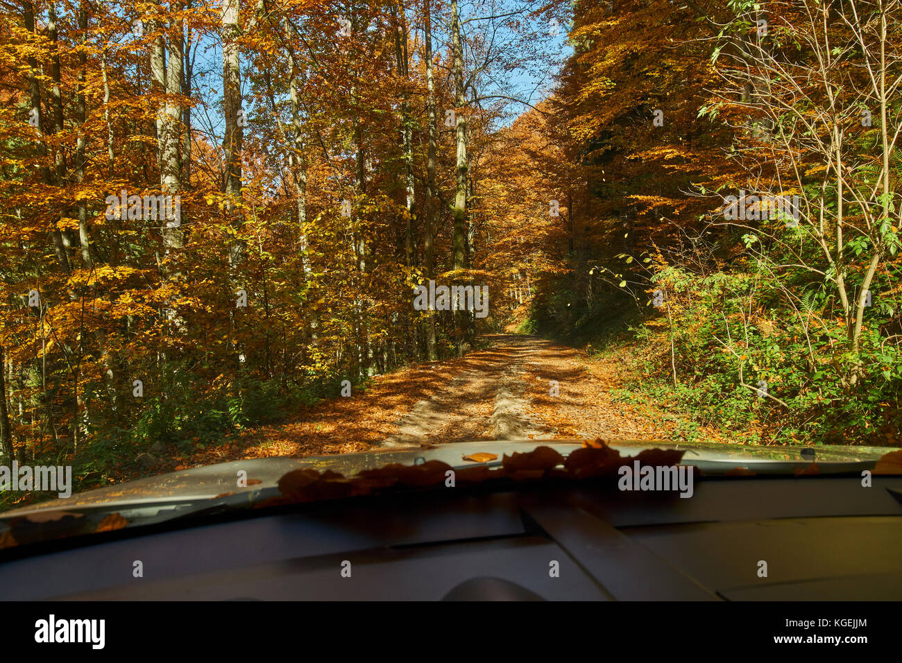 Driver's view through windshield with fallen leaves Stock Photo - Alamy