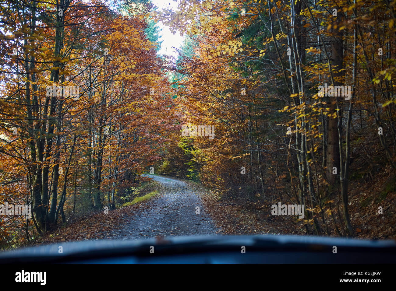 Driver's view through windscreen on a road through forest Stock Photo ...
