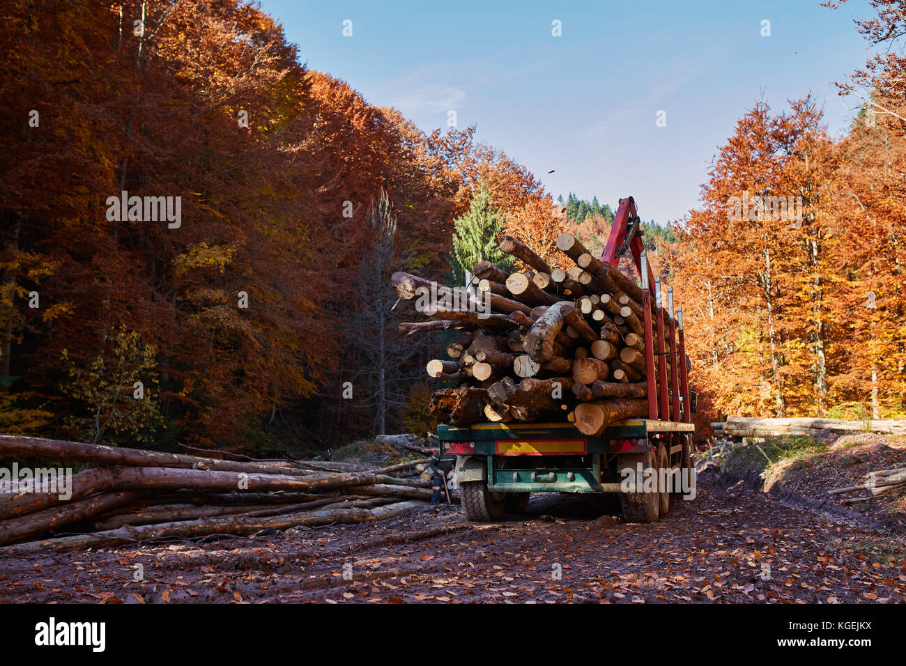 Big lorry transporting beech wood Stock Photo - Alamy