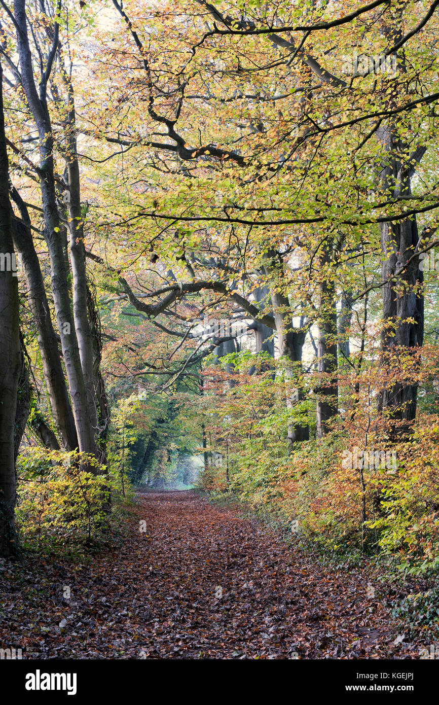 English beech trees hi-res stock photography and images - Alamy