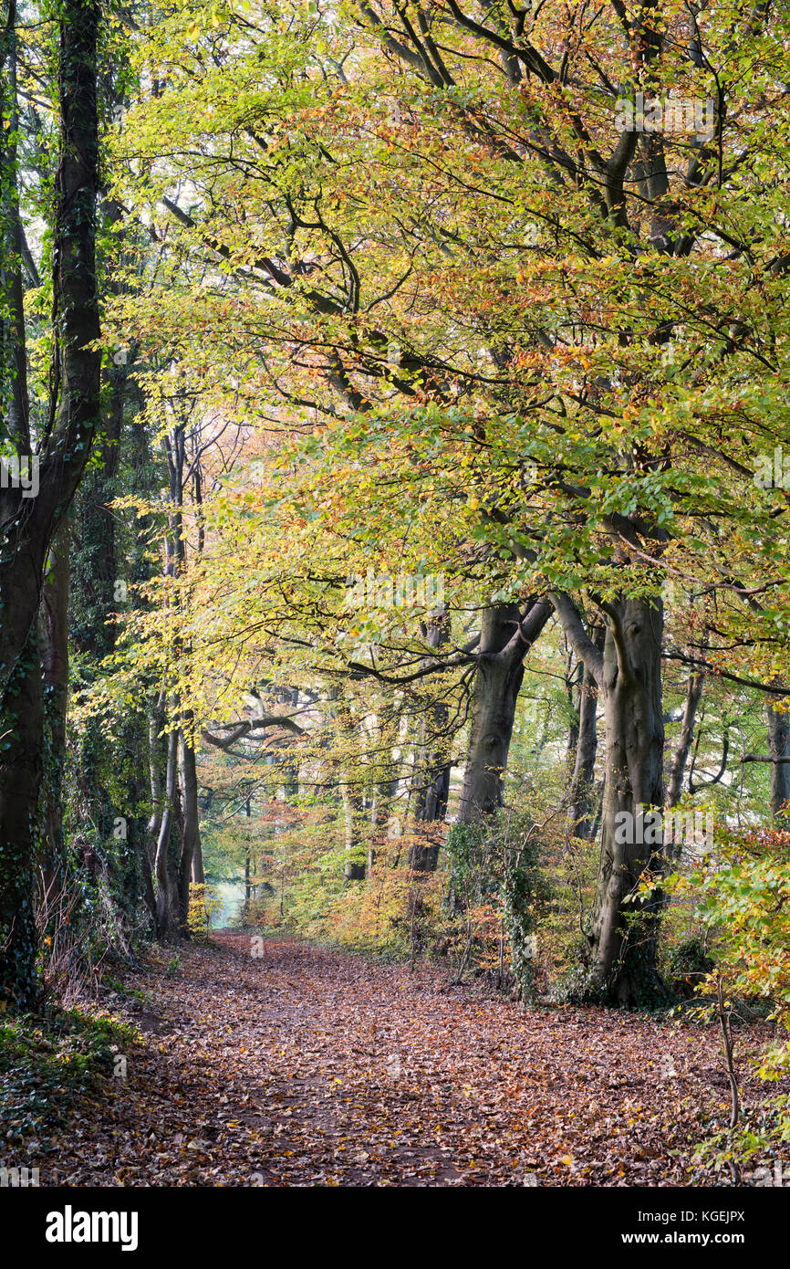 Fagus sylvatica. Avenue of autumn beech trees in the chipping norton ...