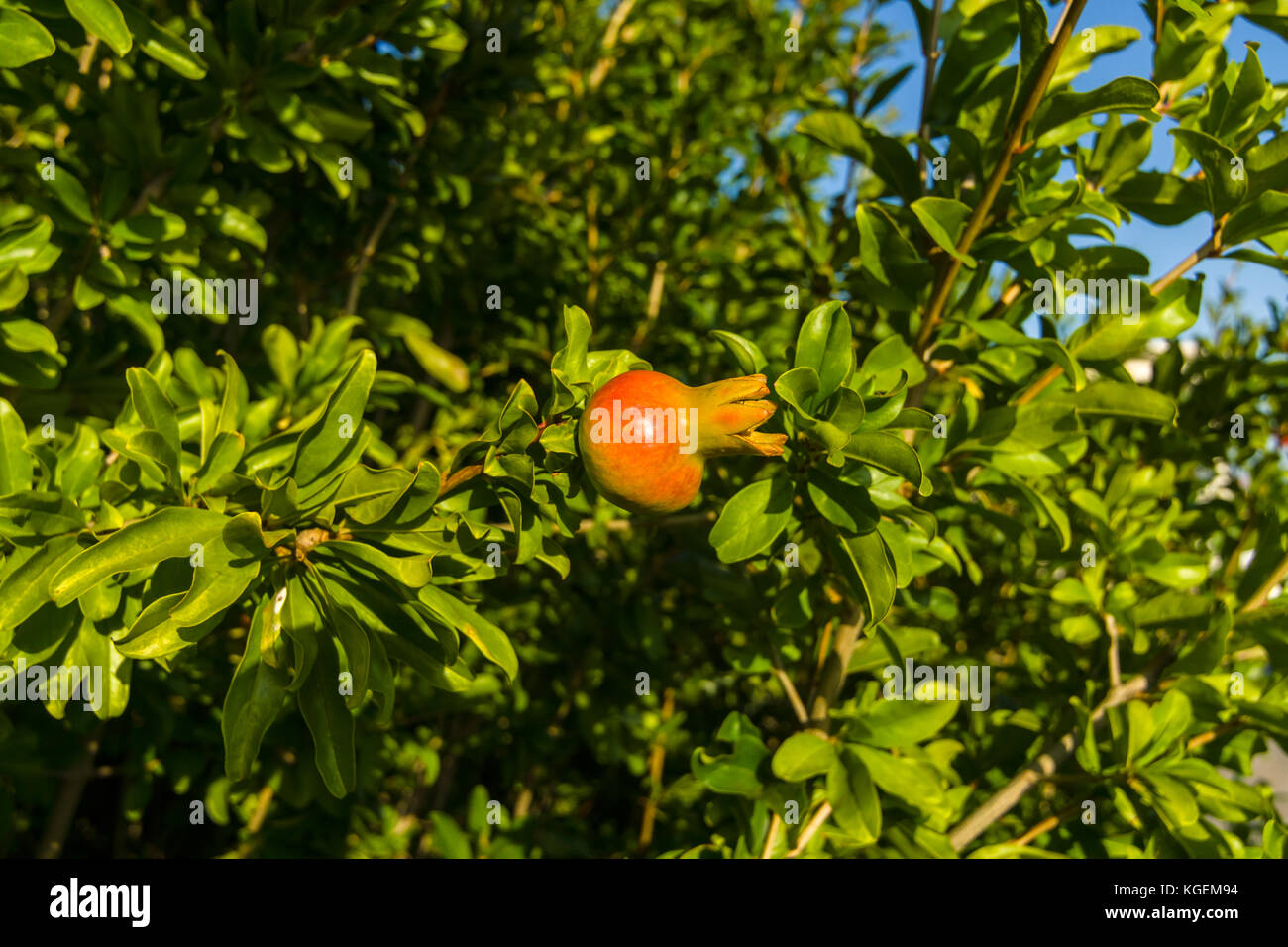 Pomegranate fruit immature hi-res stock photography and images - Alamy