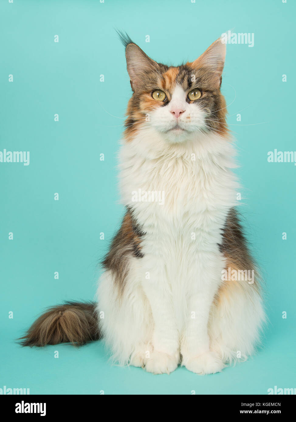 Tortoiseshell female main coon cat sitting seen from the front on a ...
