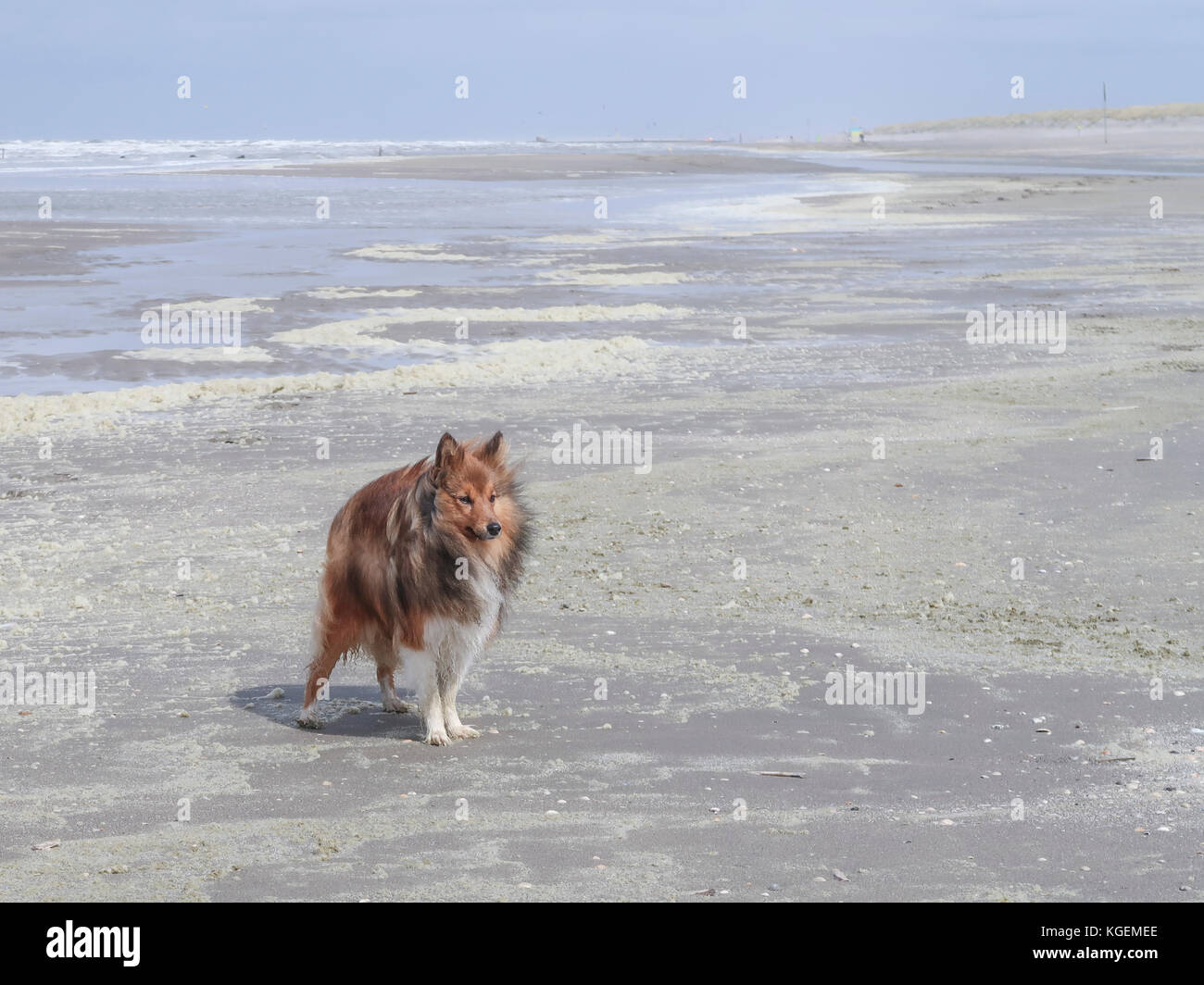 Shetland sheepdog standing on a beach on a windy sunny day Stock Photo ...