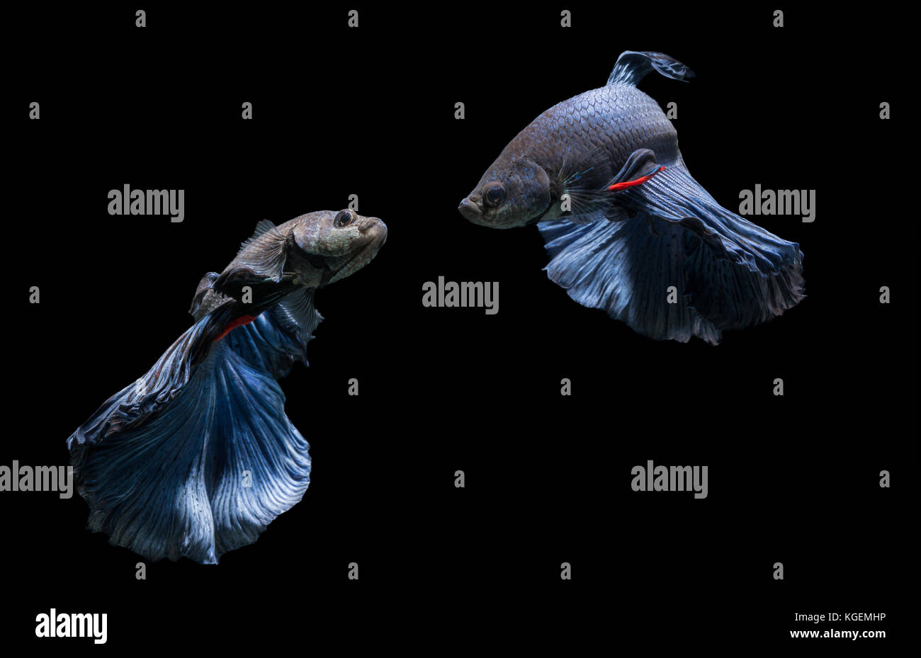Emotiom of blue siamese fighting fish, betta splendens isolated on ...