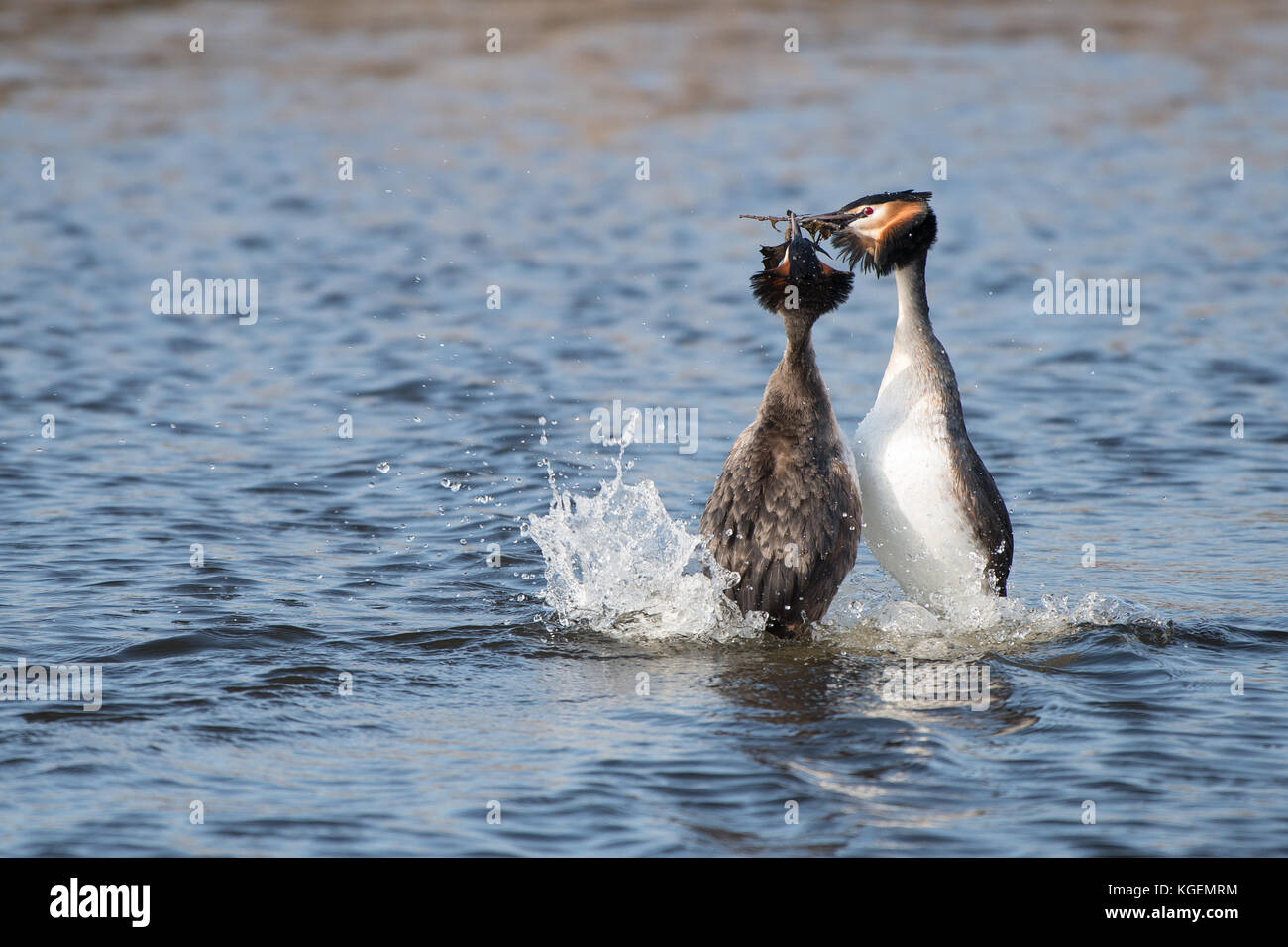 Two black necked grebe birds in their mating ritual Stock Photo - Alamy