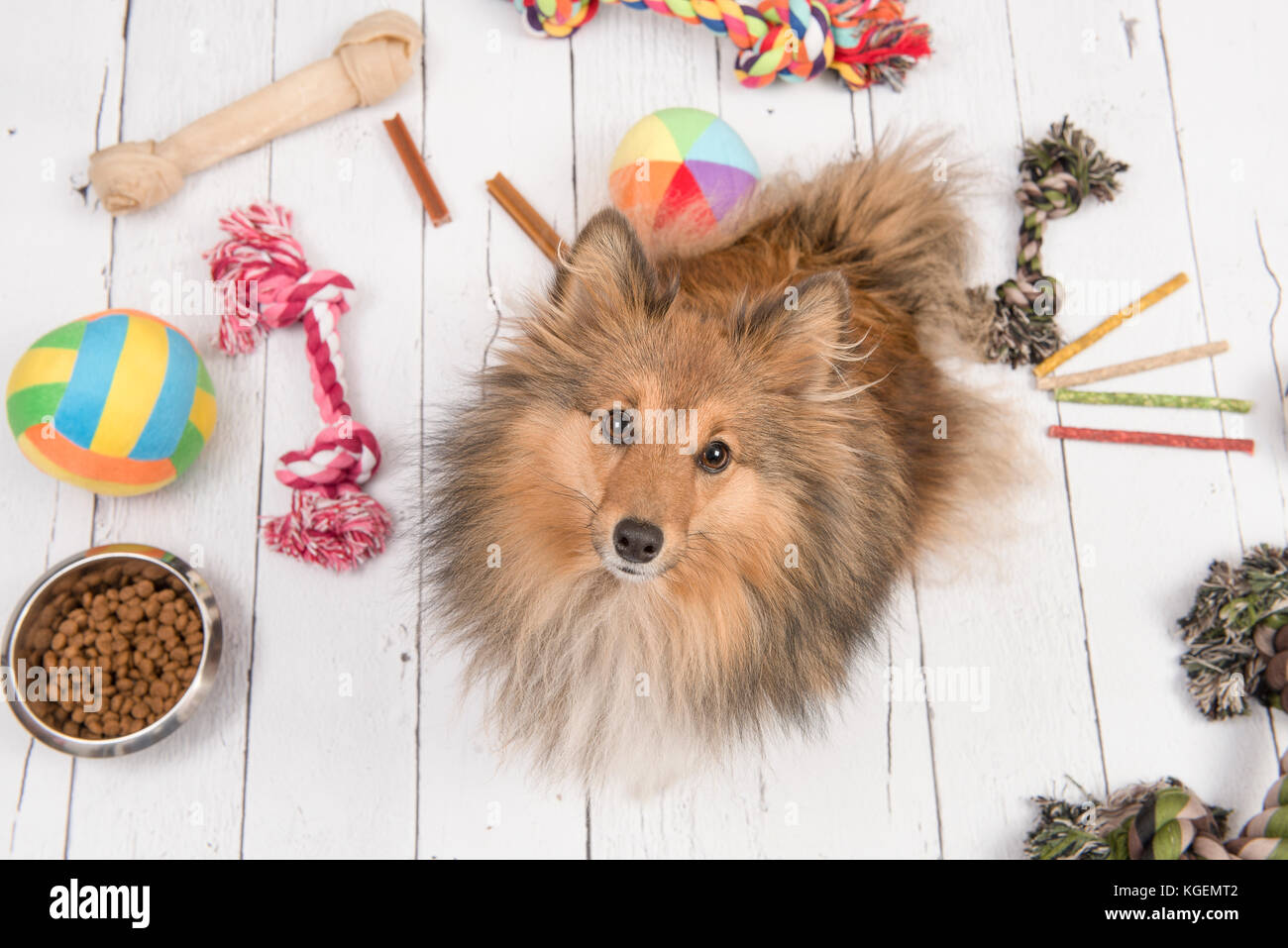 Longhair sheepdog hi-res stock photography and images - Alamy