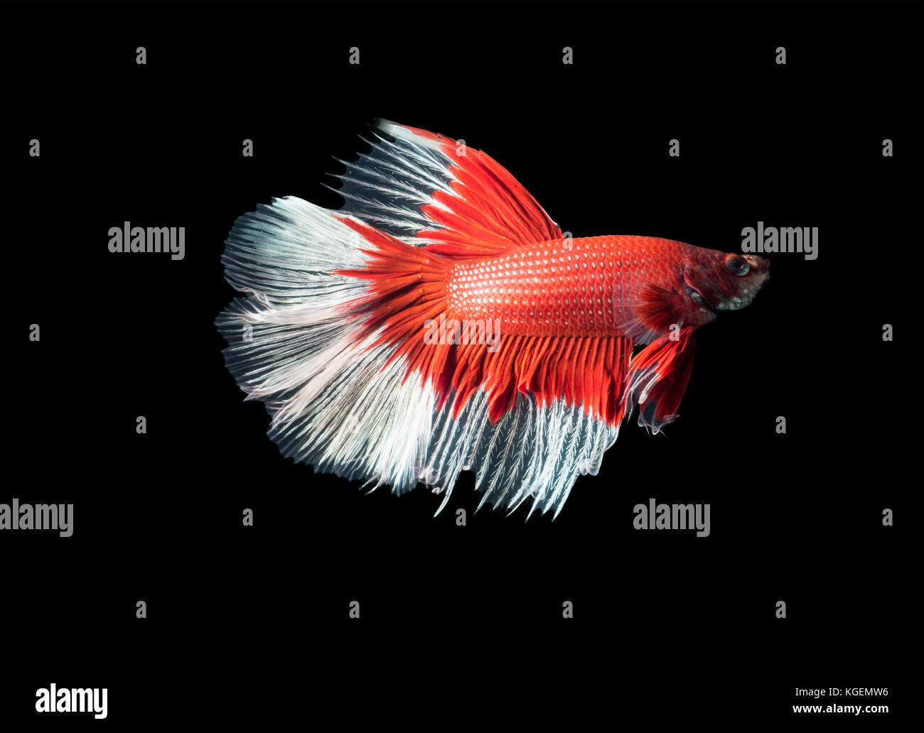 Beautiful red with white siamese fighting fish, betta splendens ...