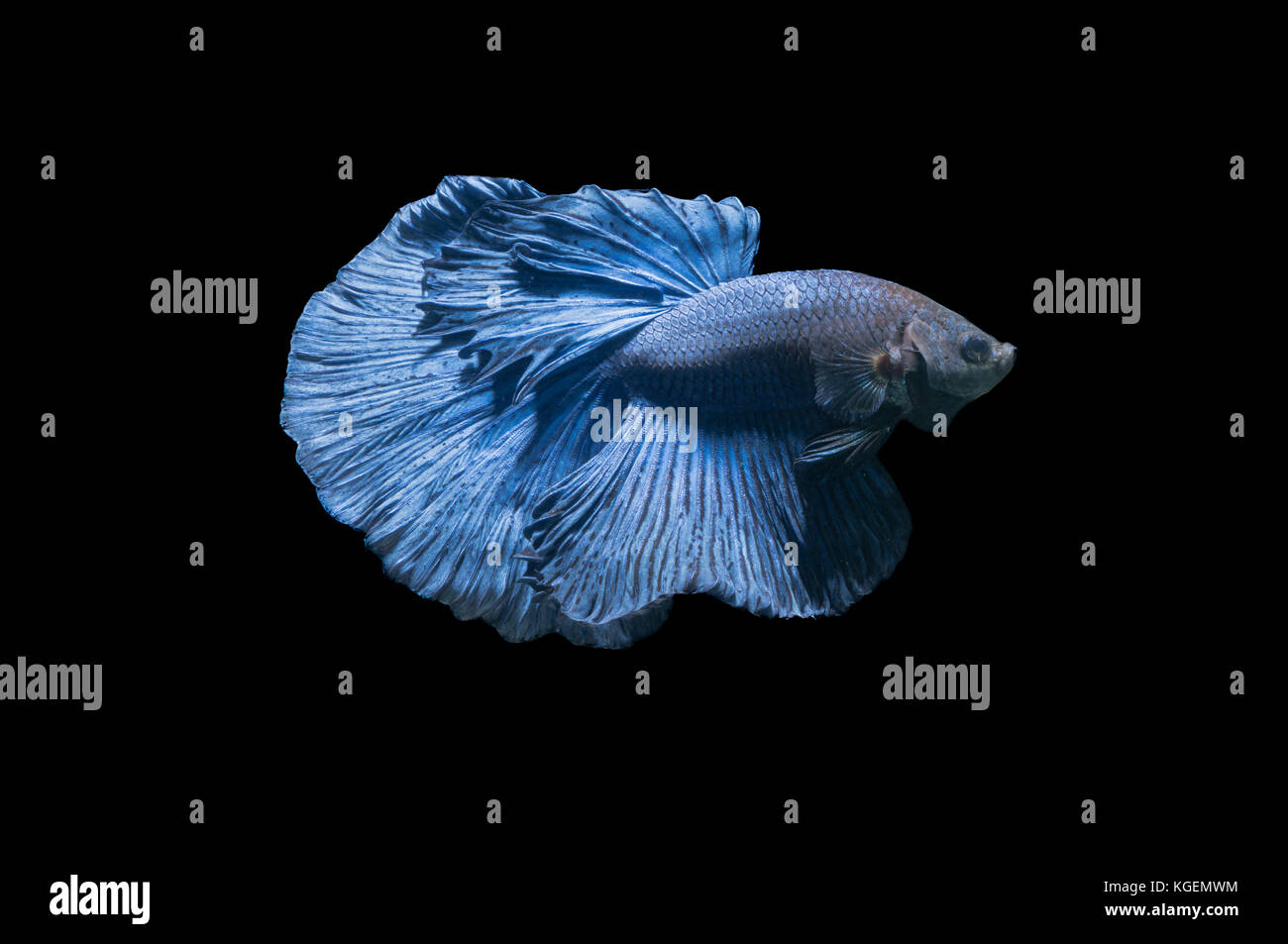Blue siamese fighting fish hi-res stock photography and images - Alamy