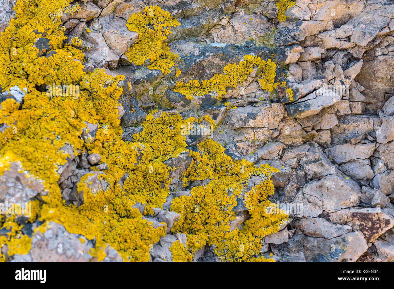 Lichen of the genus Crustose lichen on stones. Background Stock Photo ...