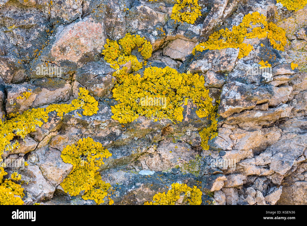 Lichen of the genus Crustose lichen on stones. Background Stock Photo ...