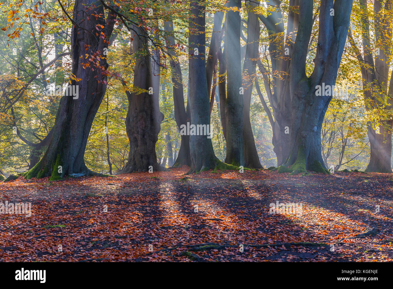 Beech Trees in Epping Forest near London a Bright and Sunny Autumn ...