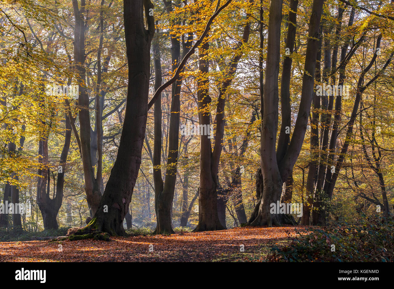 Epping forest london hi-res stock photography and images - Alamy