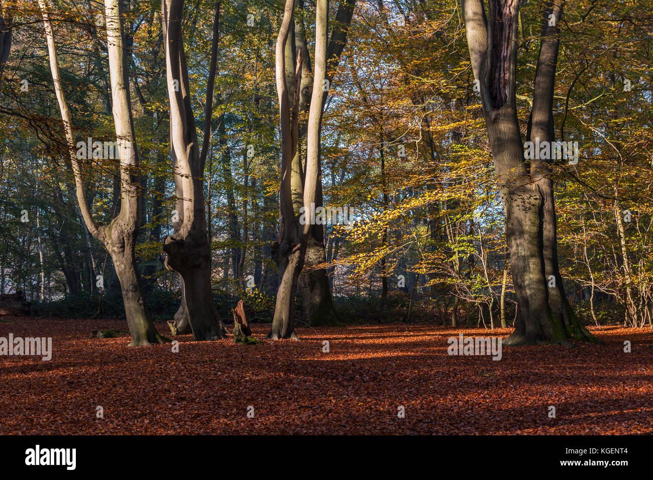 Beech Trees in Epping Forest near London a Bright and Sunny Autumn ...