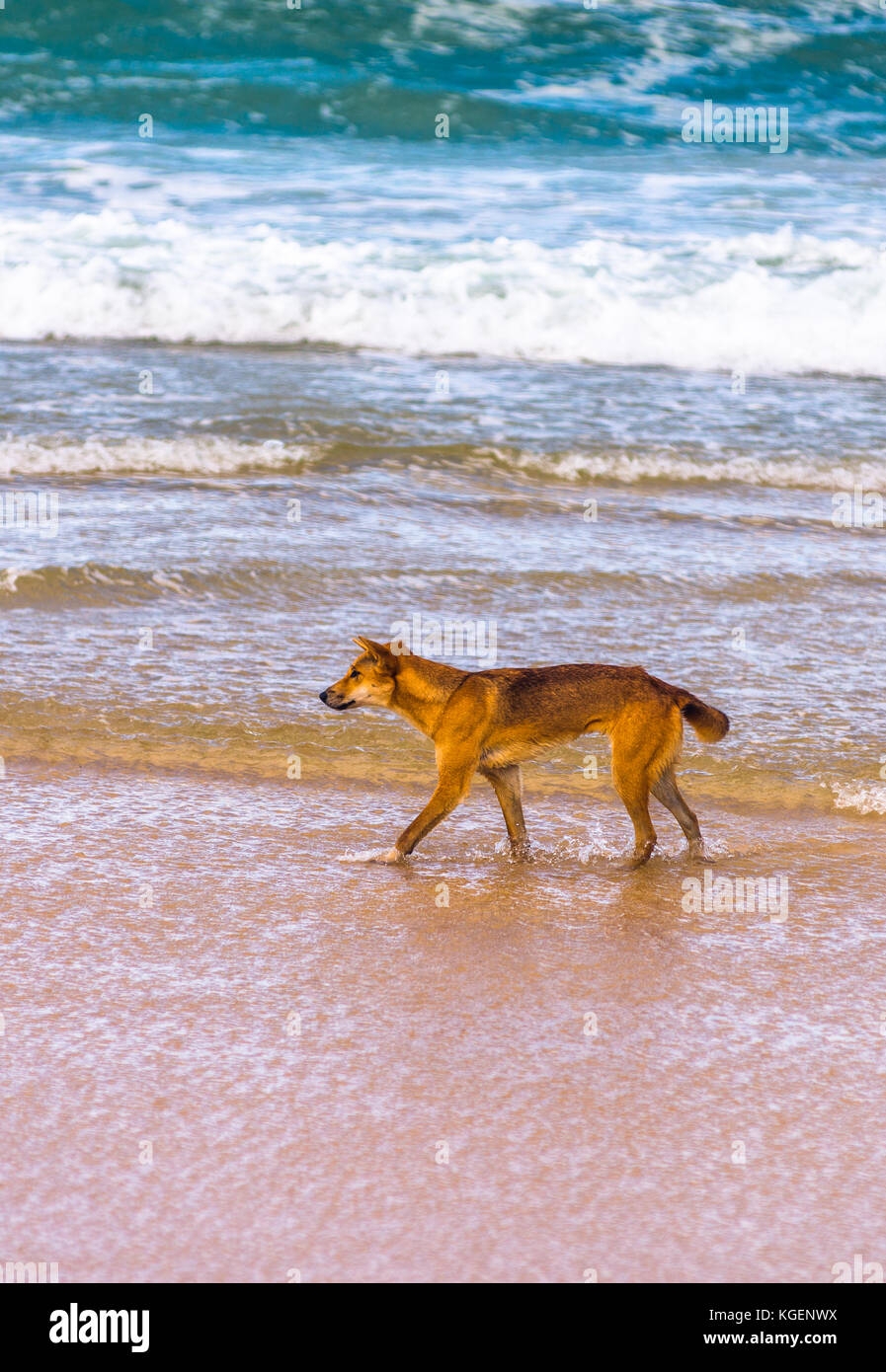 Dingo profile portrait australia hi-res stock photography and images ...