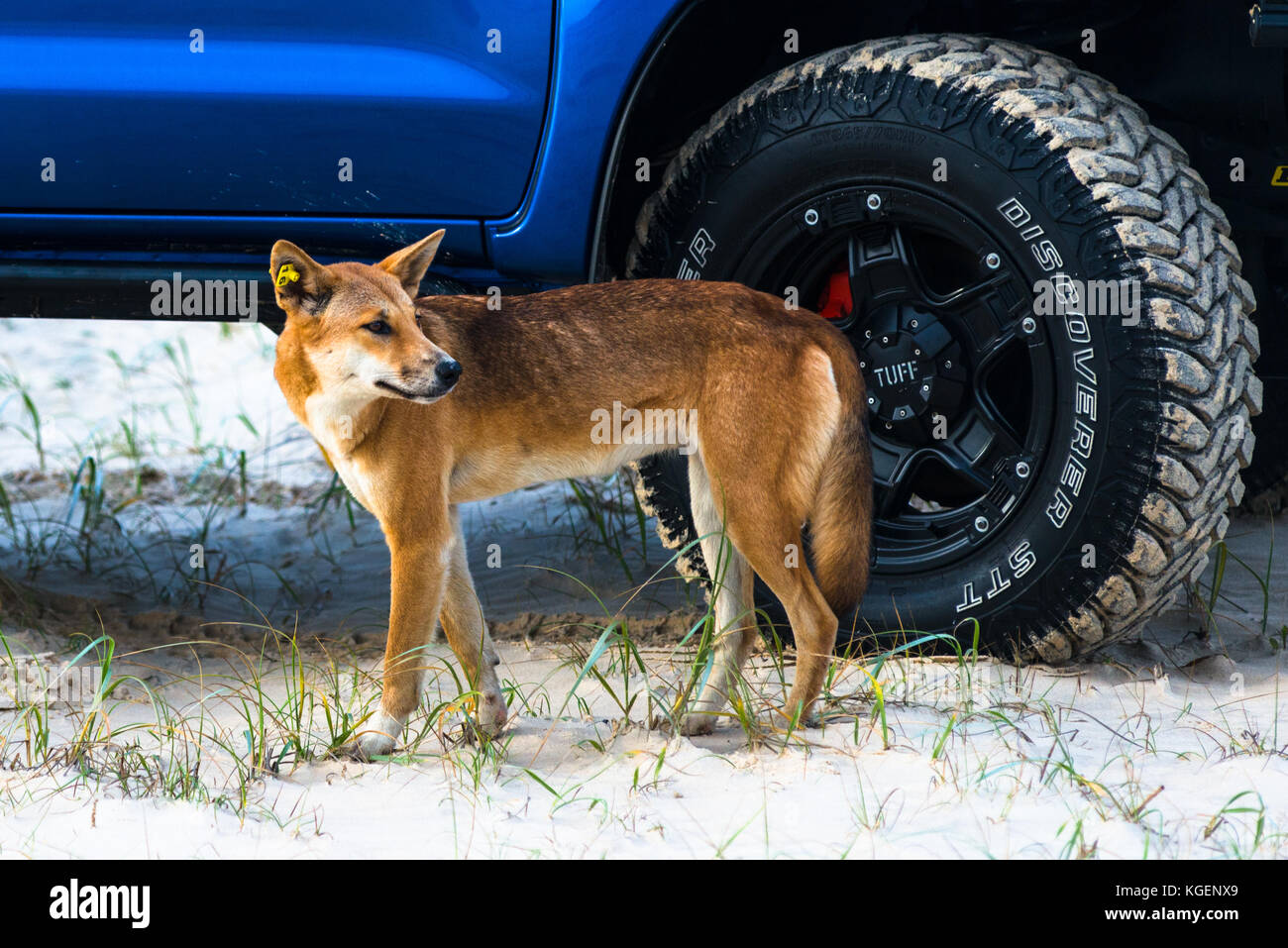 Dingo fraser island hi-res stock photography and images - Alamy