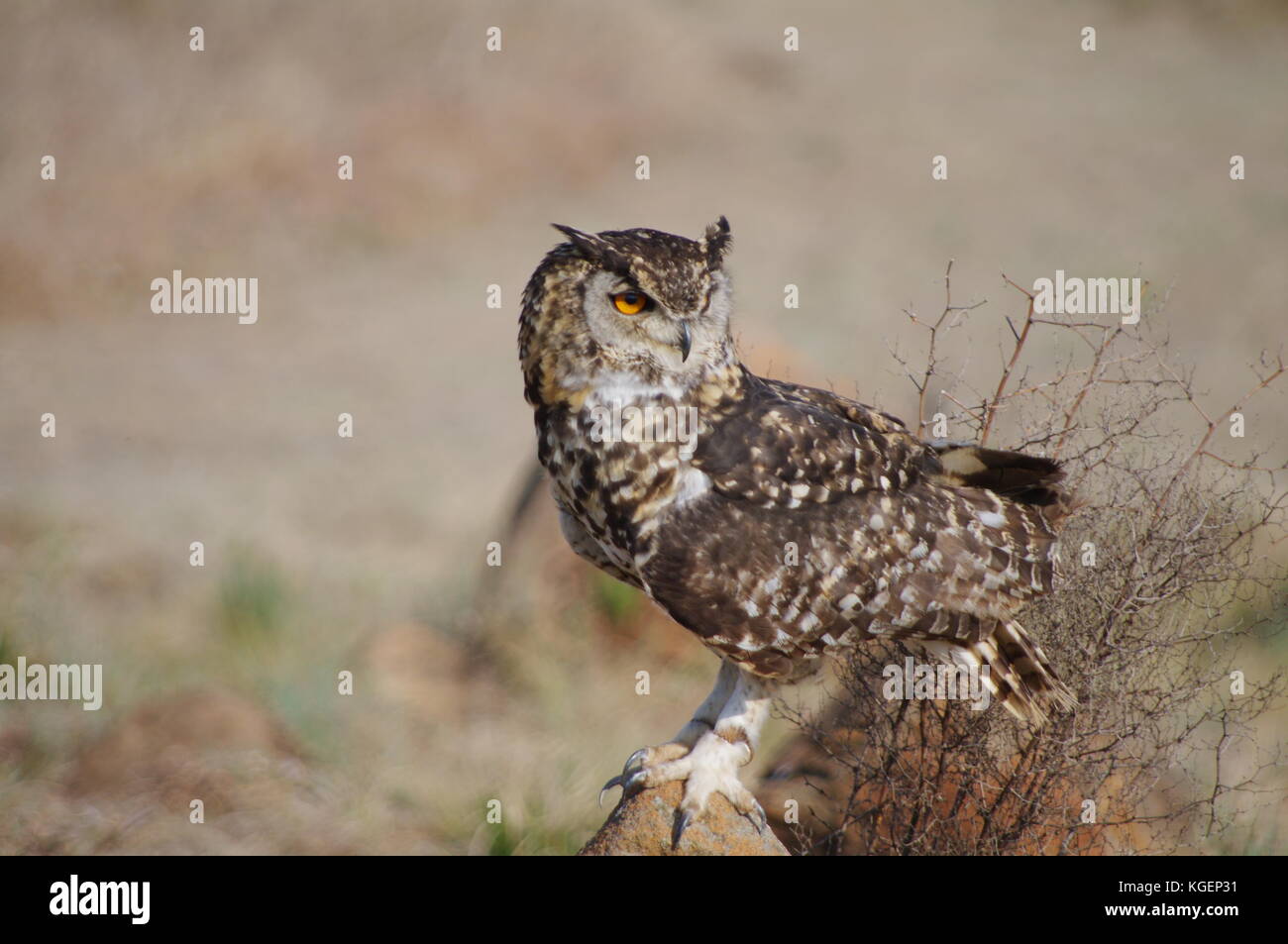 Owl eyebrows hi-res stock photography and images - Alamy