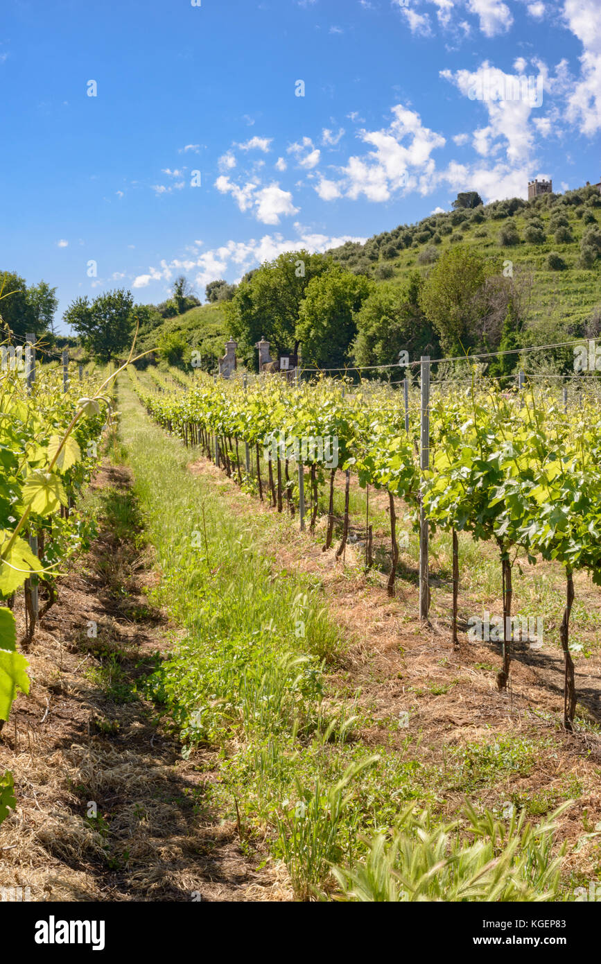 Italian Vineyard in spring in countryside of Rome Stock Photo - Alamy
