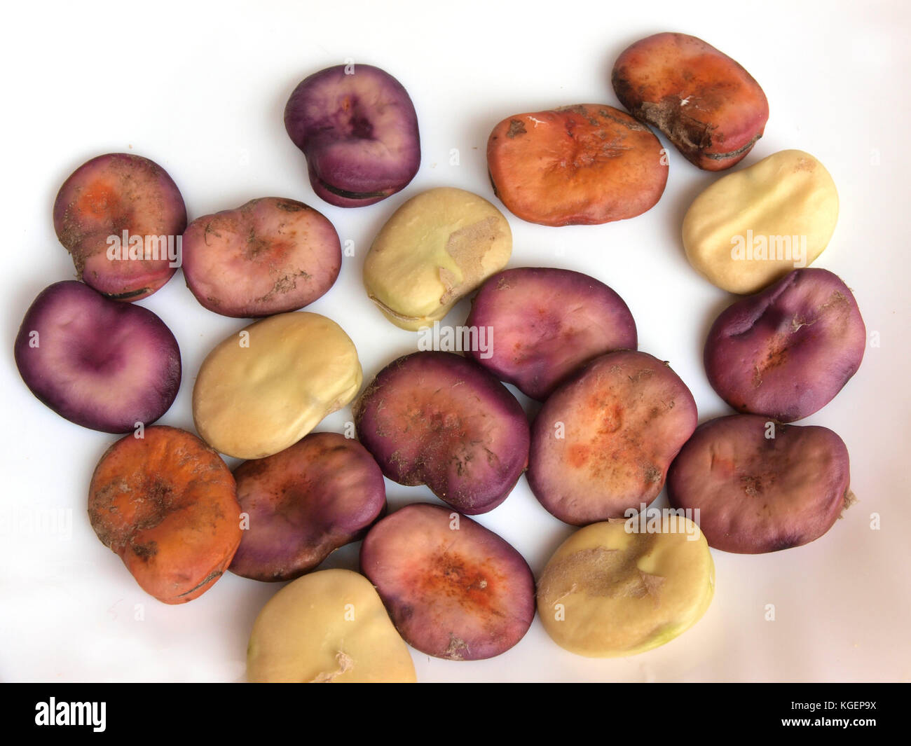 Purple and white color dry broad beans on white dish close up Stock ...