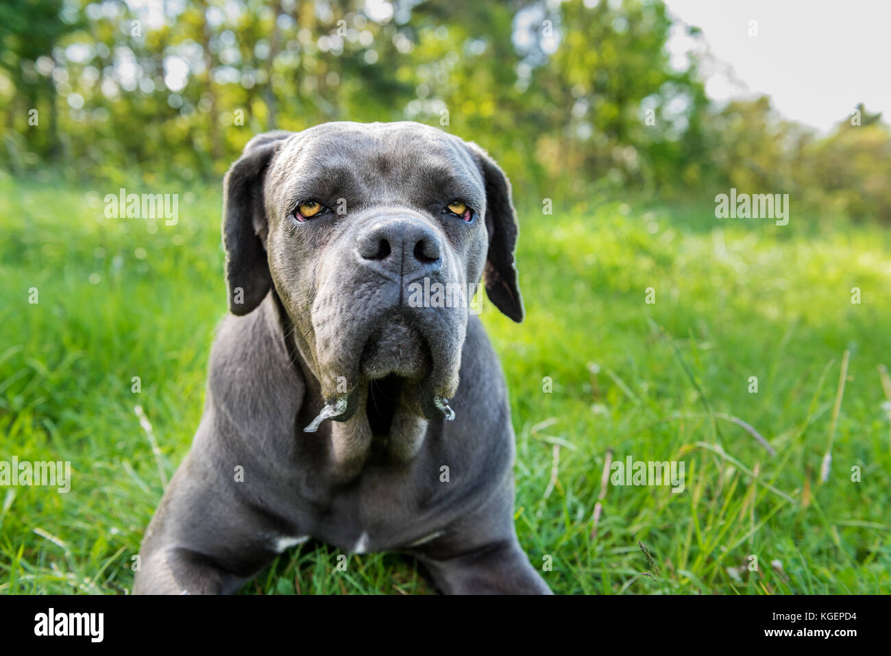 Cane corso hi-res stock photography and images - Alamy
