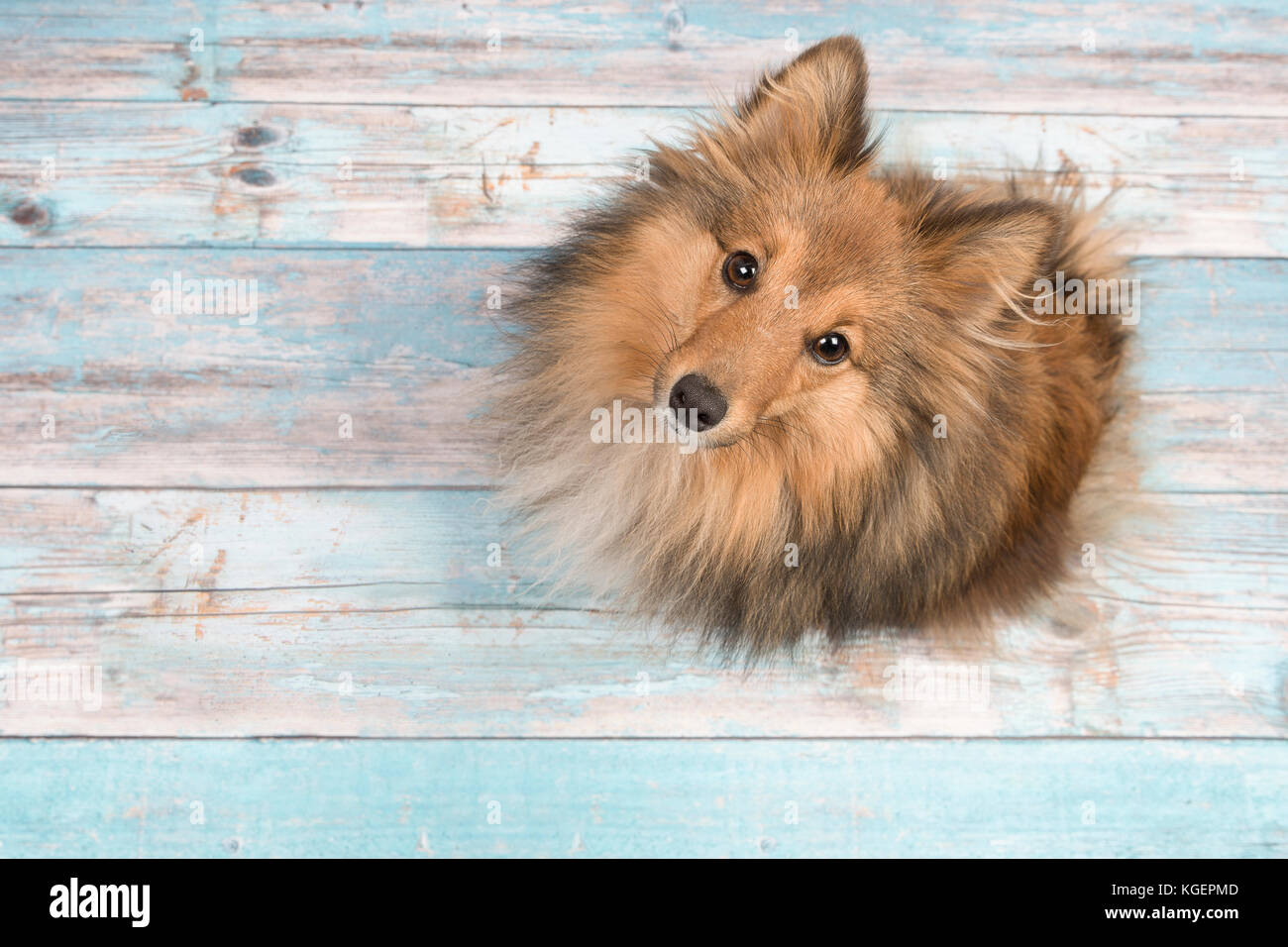 Adult shetland sheepdog seen from above looking up on a blue ...