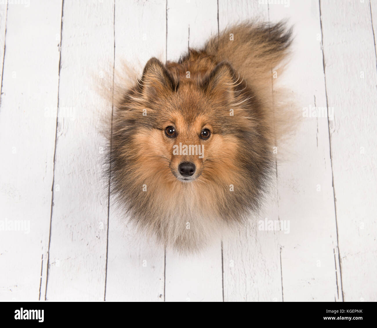 Longhair Sheepdog High Resolution Stock Photography and Images - Alamy