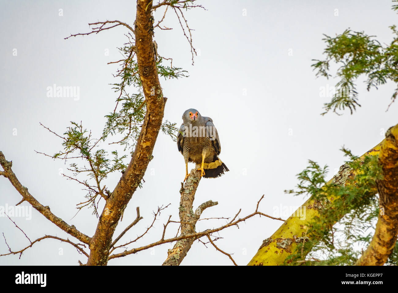 Eagle top view hi-res stock photography and images - Alamy