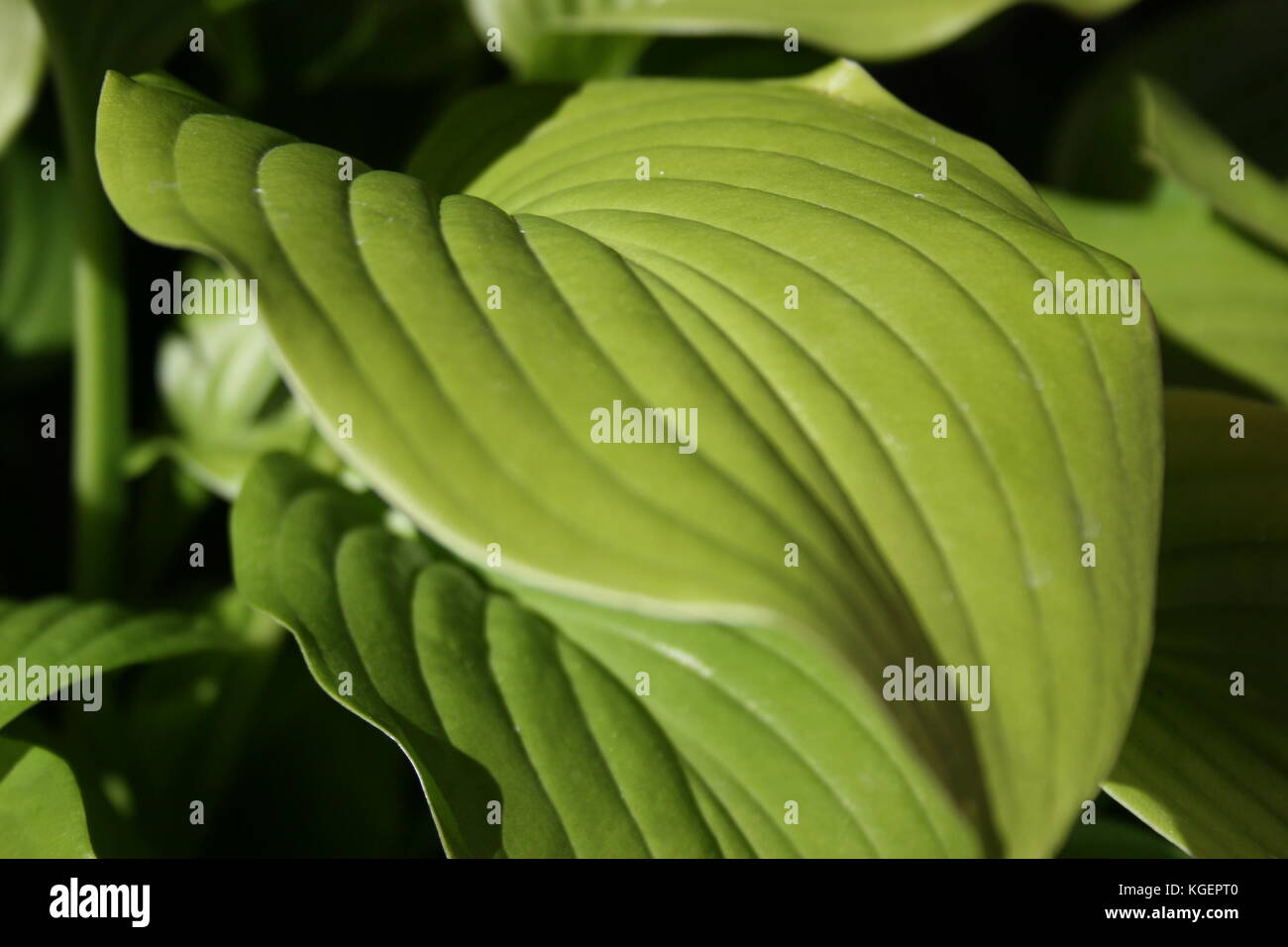 Zoomed in leaf hi-res stock photography and images - Alamy