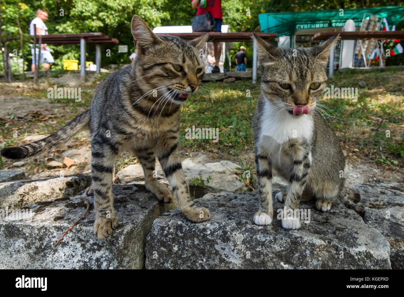 Two homeless cats Stock Photo - Alamy