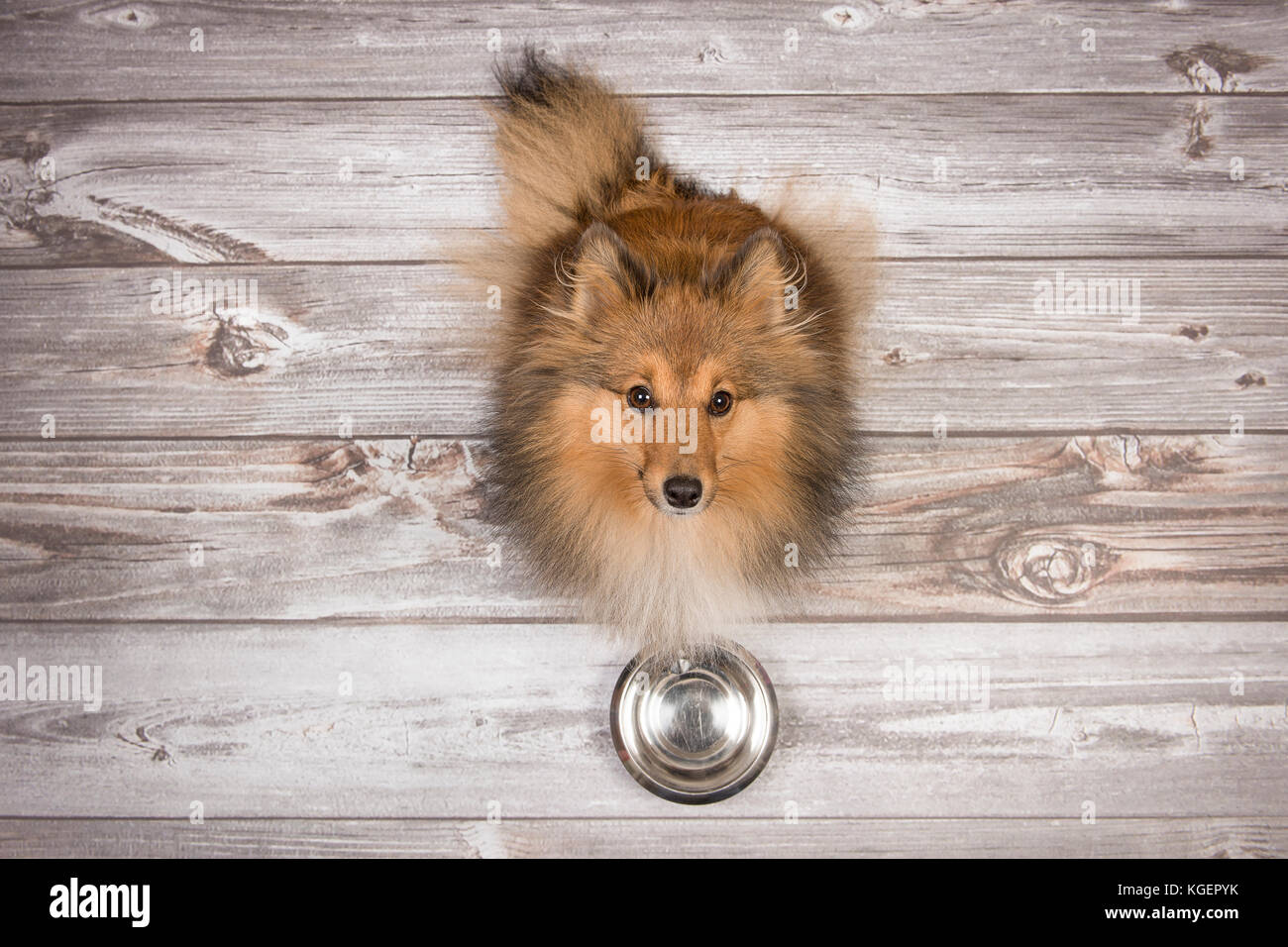 Adult shetland sheepdog seen from above sitting and looking up on a ...