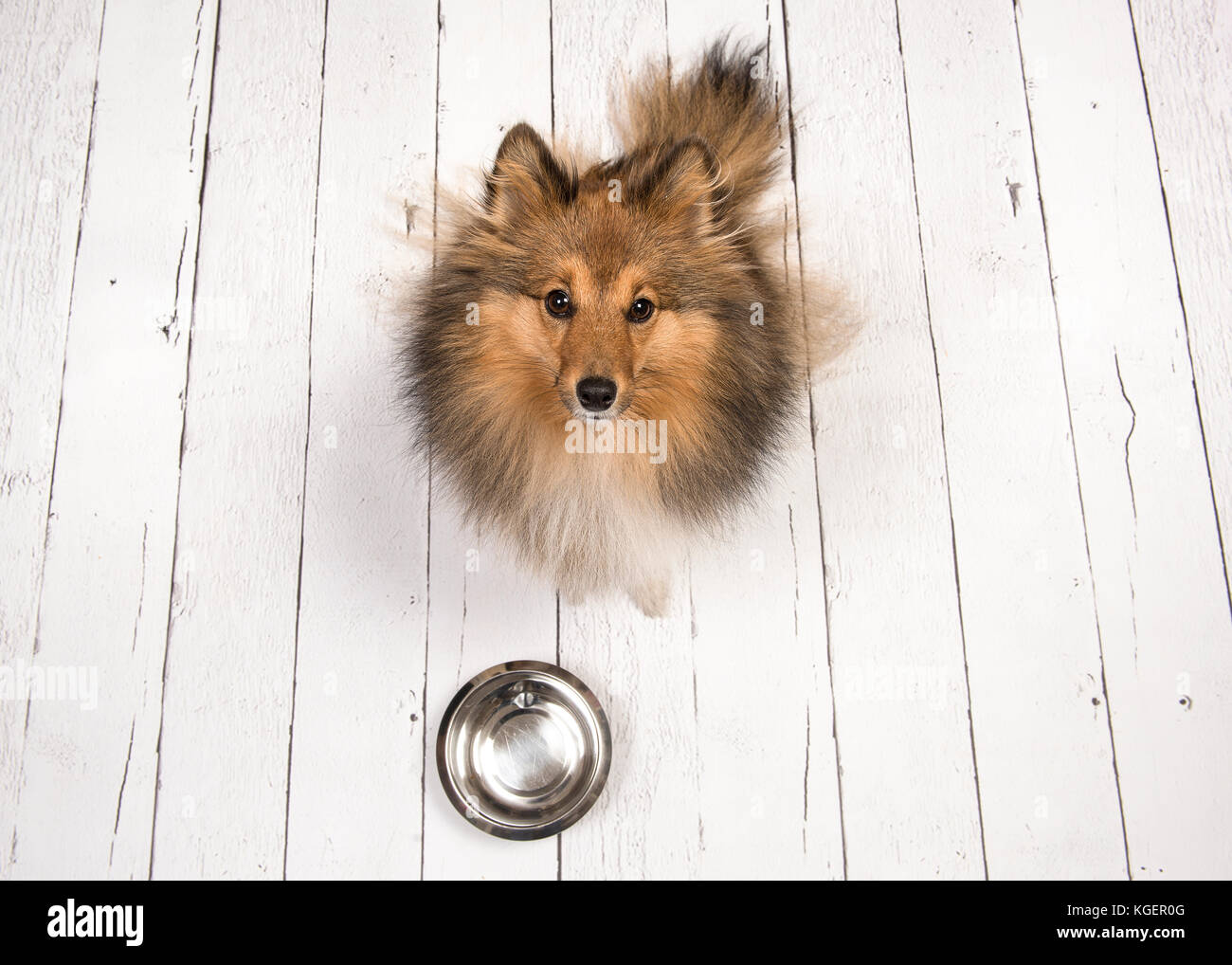 Longhair sheepdog hi-res stock photography and images - Alamy