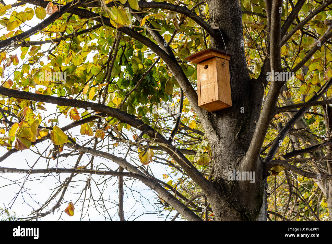 A wooden nest box installed in a linden tree Stock Photo - Alamy