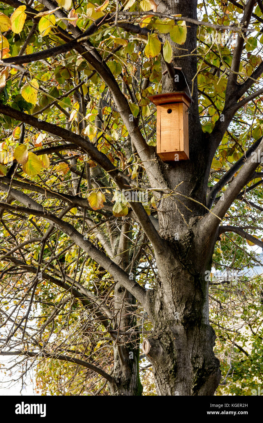 A wooden nest box installed in a linden tree Stock Photo - Alamy