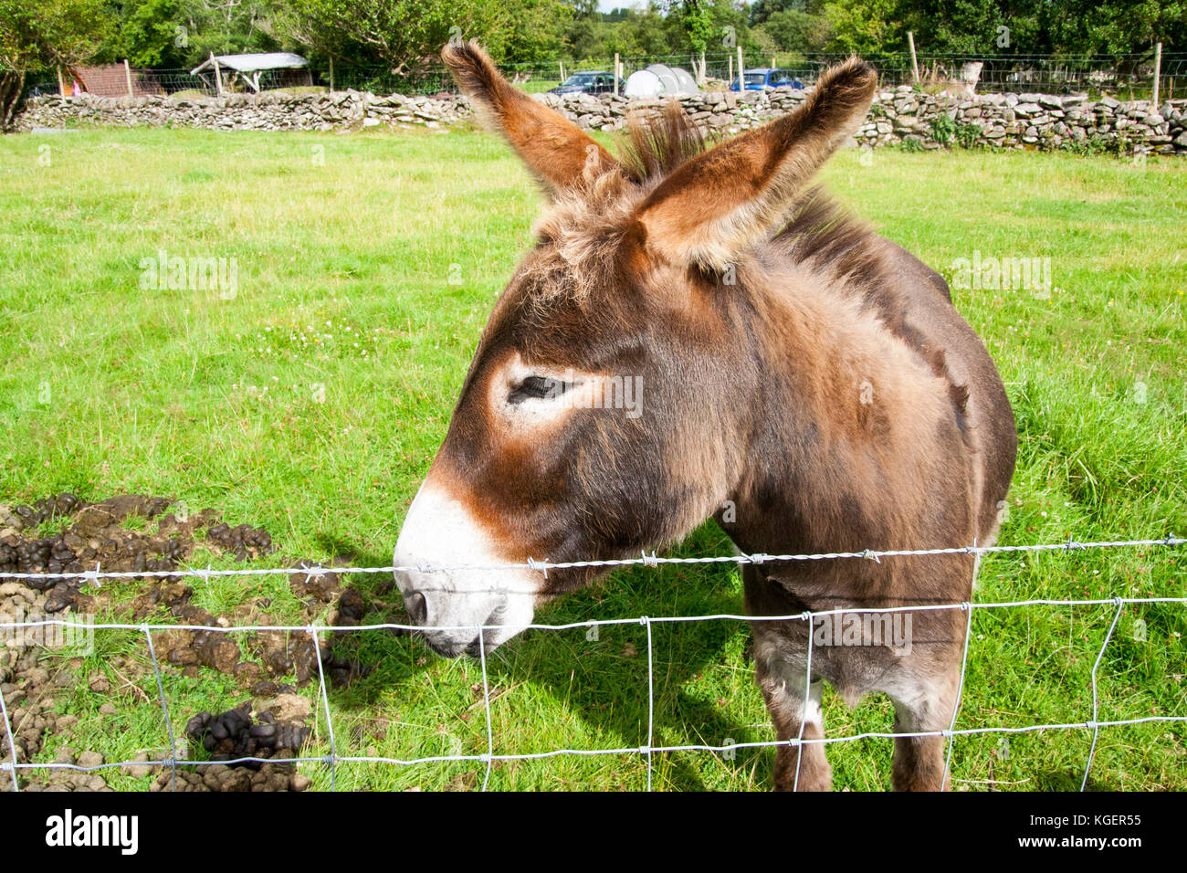 Donkey side profile close up, Kerry Ireland, farm animal, donkey ...