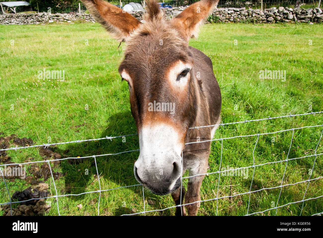 Head of a Donkey close up, Kerry Ireland, farm animal, donkey grazing ...