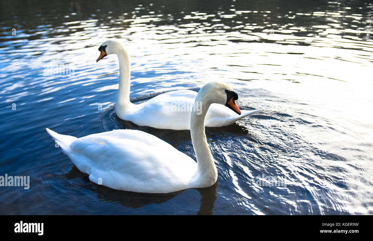 two swans on a lake Stock Photo - Alamy