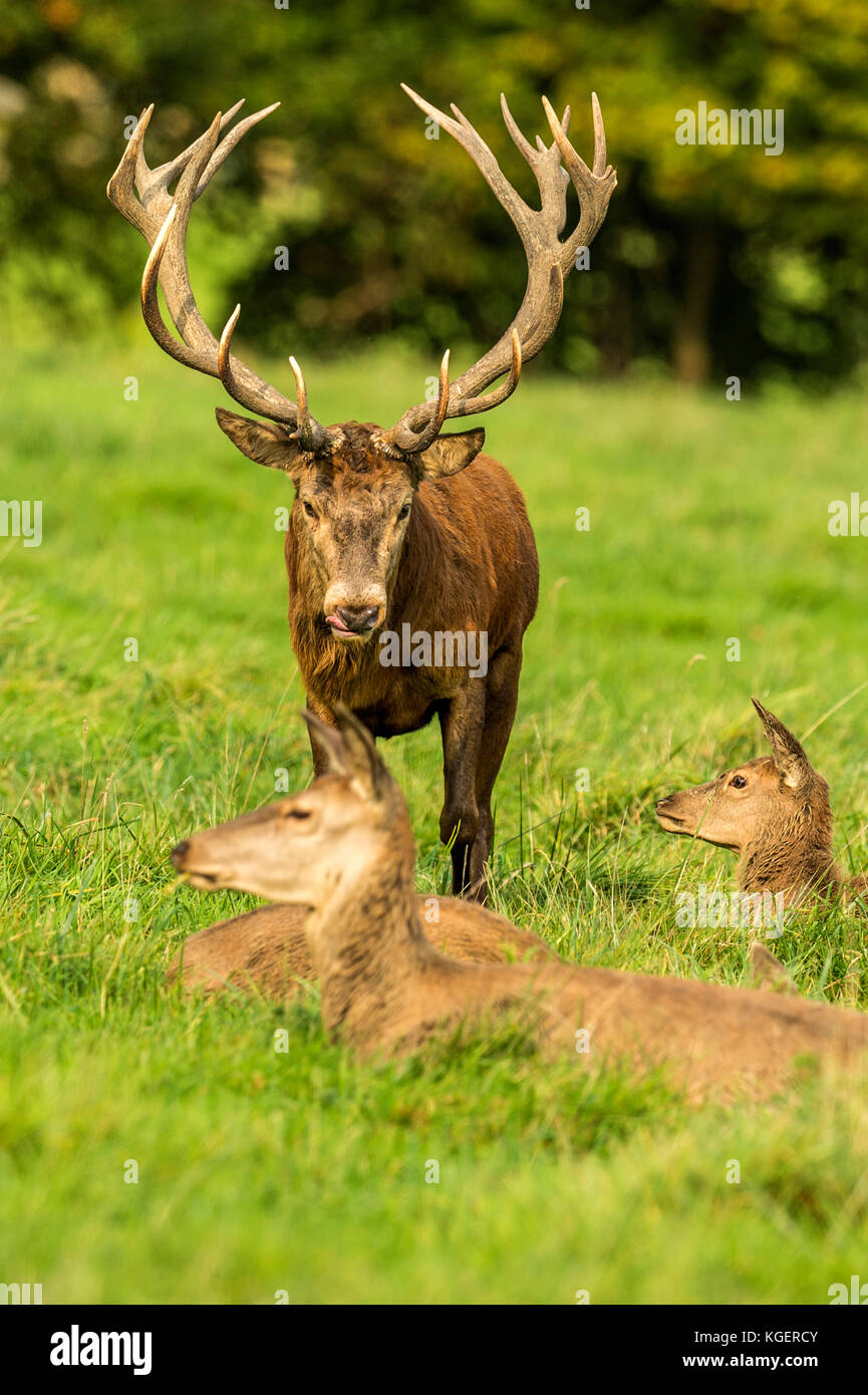 Autumn Red Deer Rut.Image sequence depicting scenes around male Stag's ...