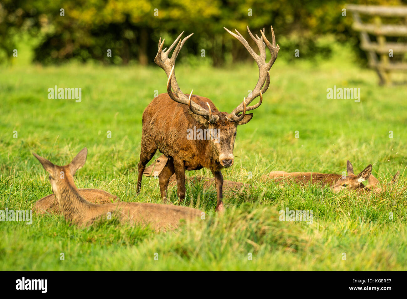 Autumn Red Deer Rut.Image sequence depicting scenes around male Stag's ...
