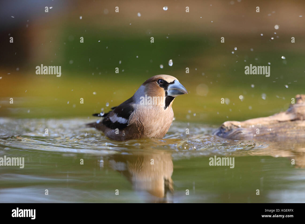 Passerine bird photos hi-res stock photography and images - Alamy