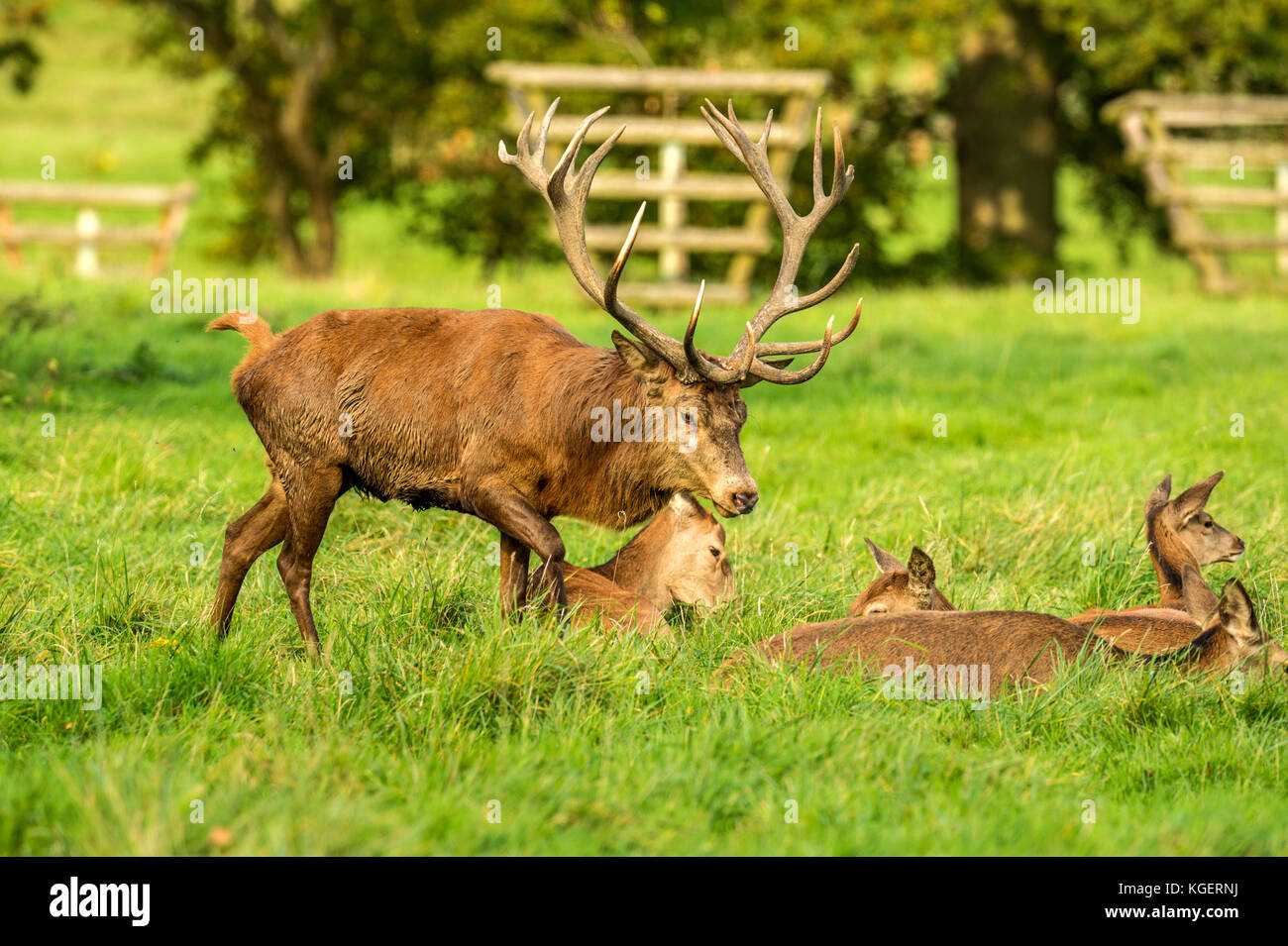 Autumn Red Deer Rut.Image sequence depicting scenes around male Stag's ...