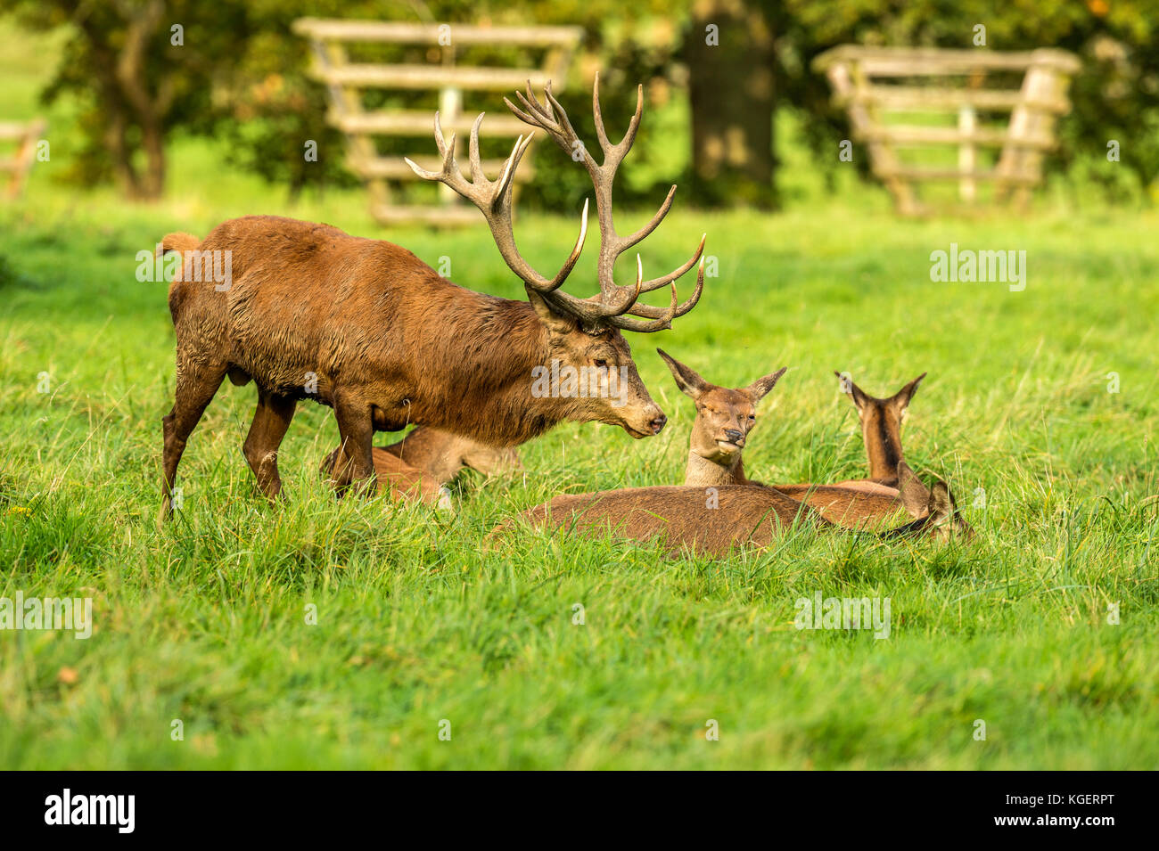 Autumn Red Deer Rut.Image sequence depicting scenes around male Stag's ...