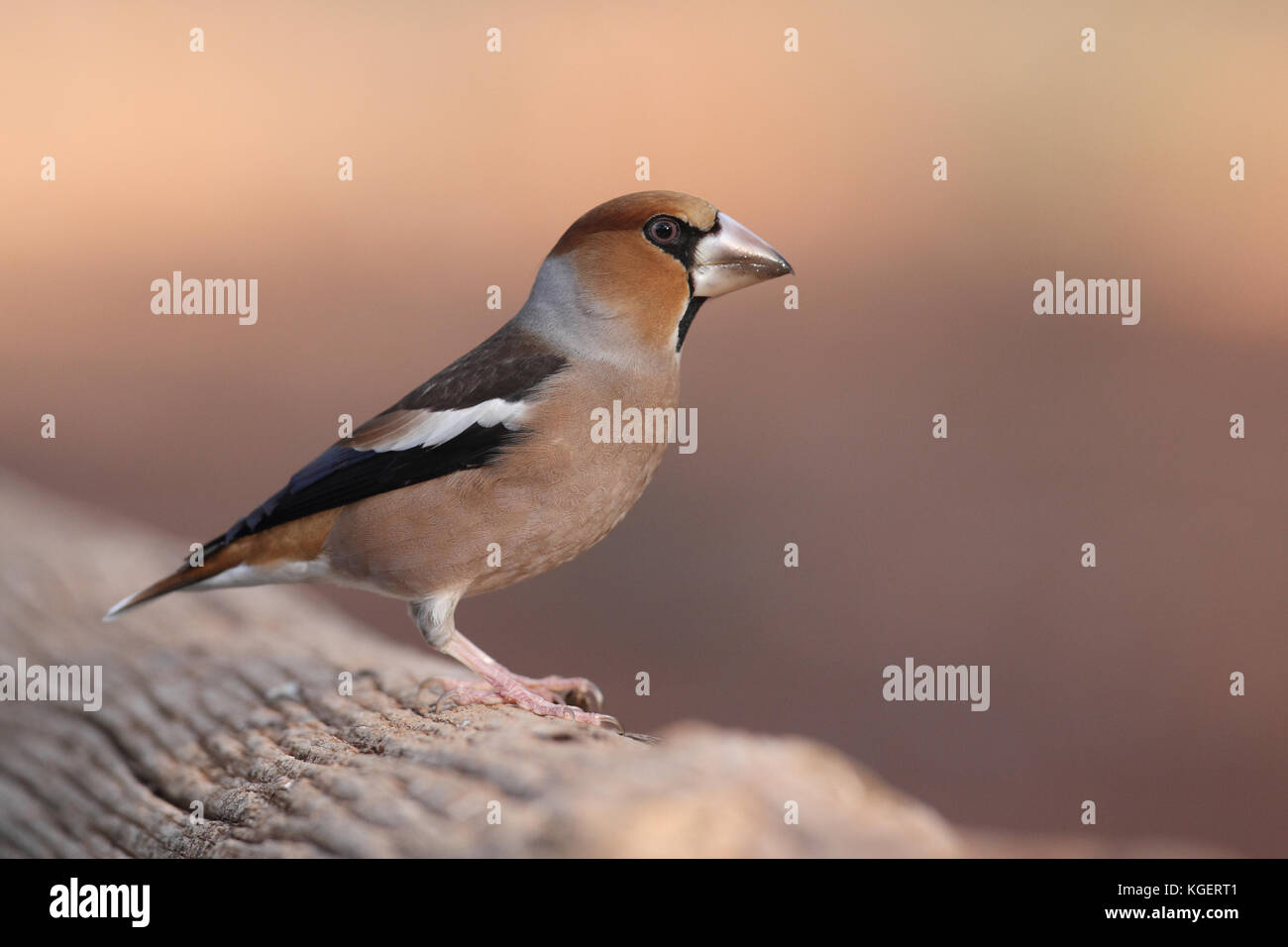 Male and female hawfinch hi-res stock photography and images - Alamy