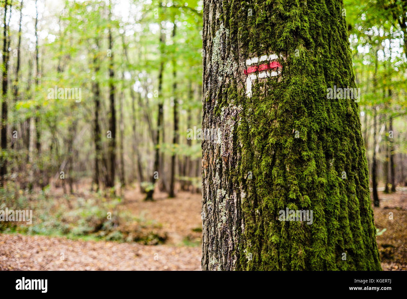 Red and white direction sign painted on a moss covered oak tree trunk ...