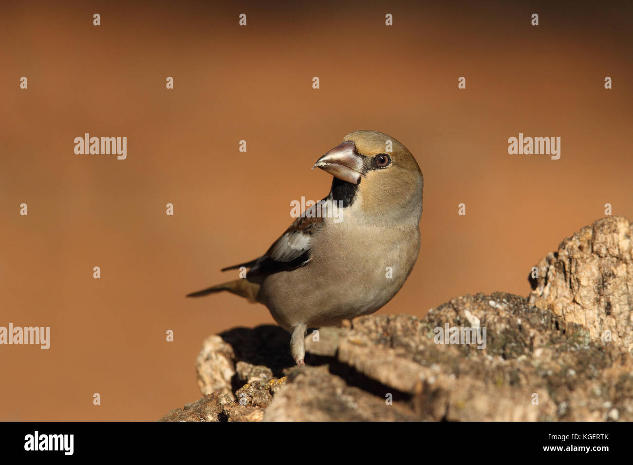 Hawfinch drinking in forest hi-res stock photography and images - Alamy